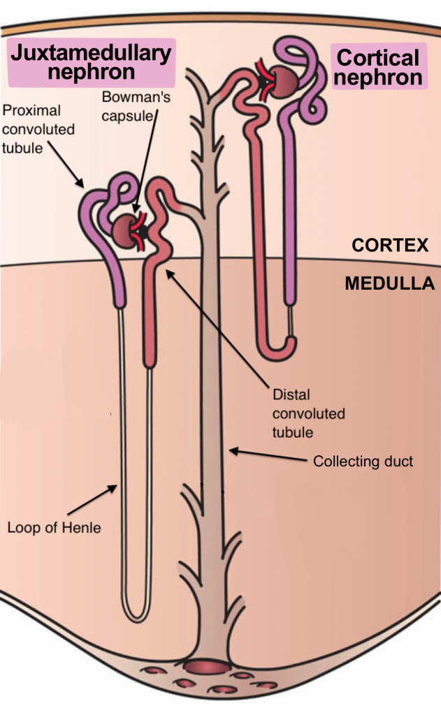 Kidney Basic Function and Anatomy – Human Physiology
