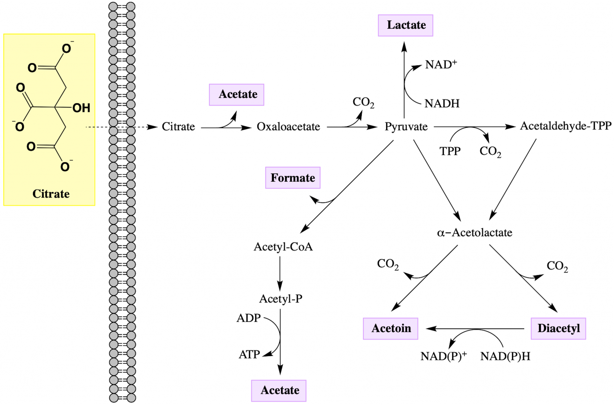 Unit 2a. General functions, characteristics and classification of LAB ...
